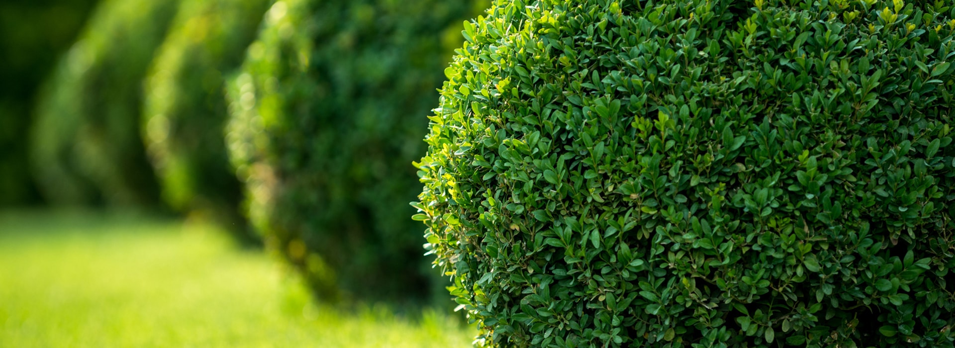 Le Pouce Vert : Fournisseur de Produits de haute qualité pour le ...